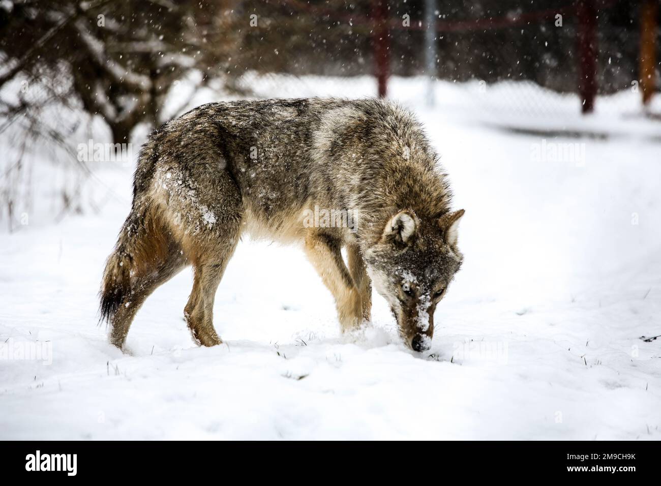 Angry wolf hi-res stock photography and images - Alamy