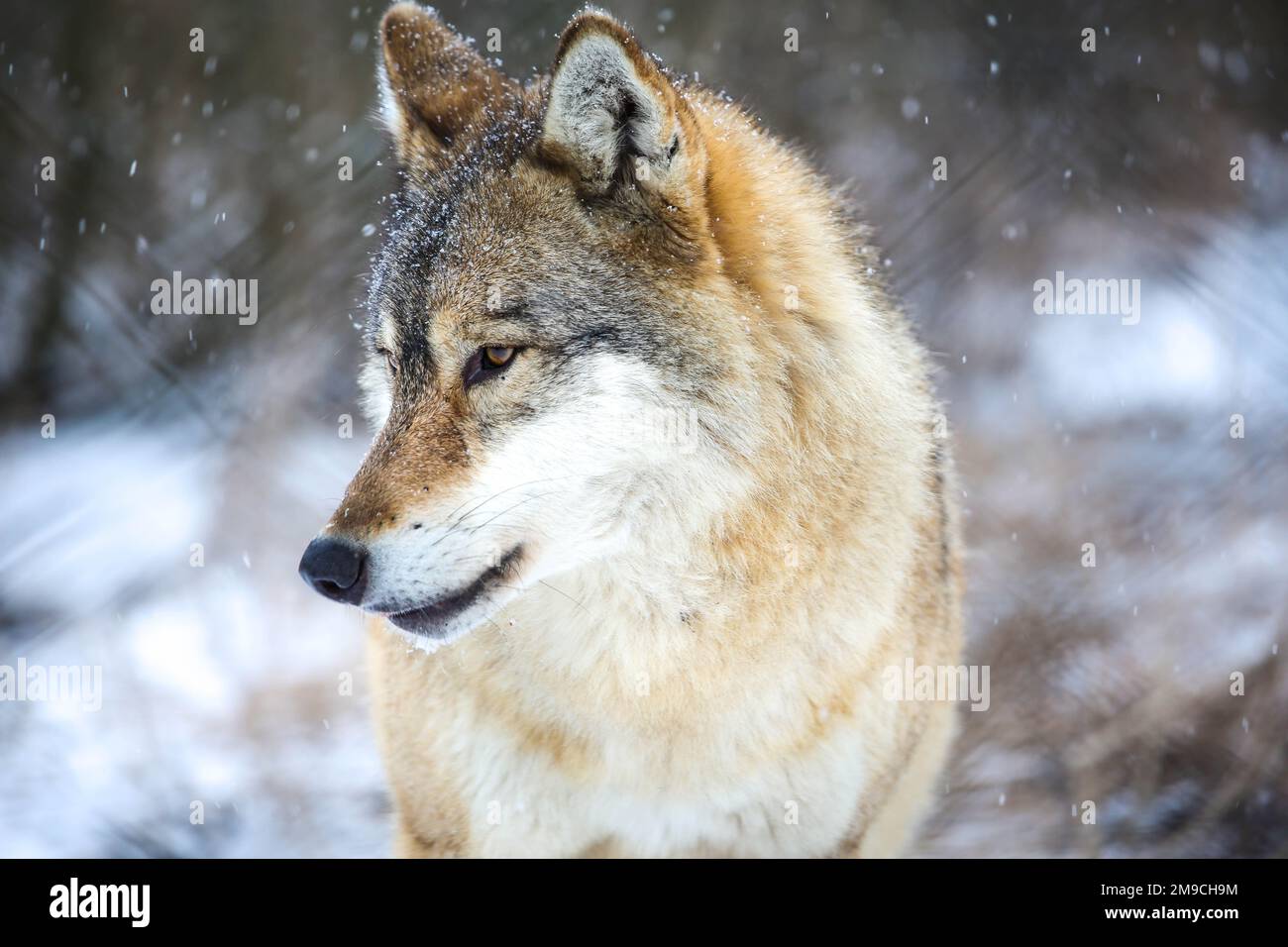 Wolf hunter people hi-res stock photography and images - Alamy