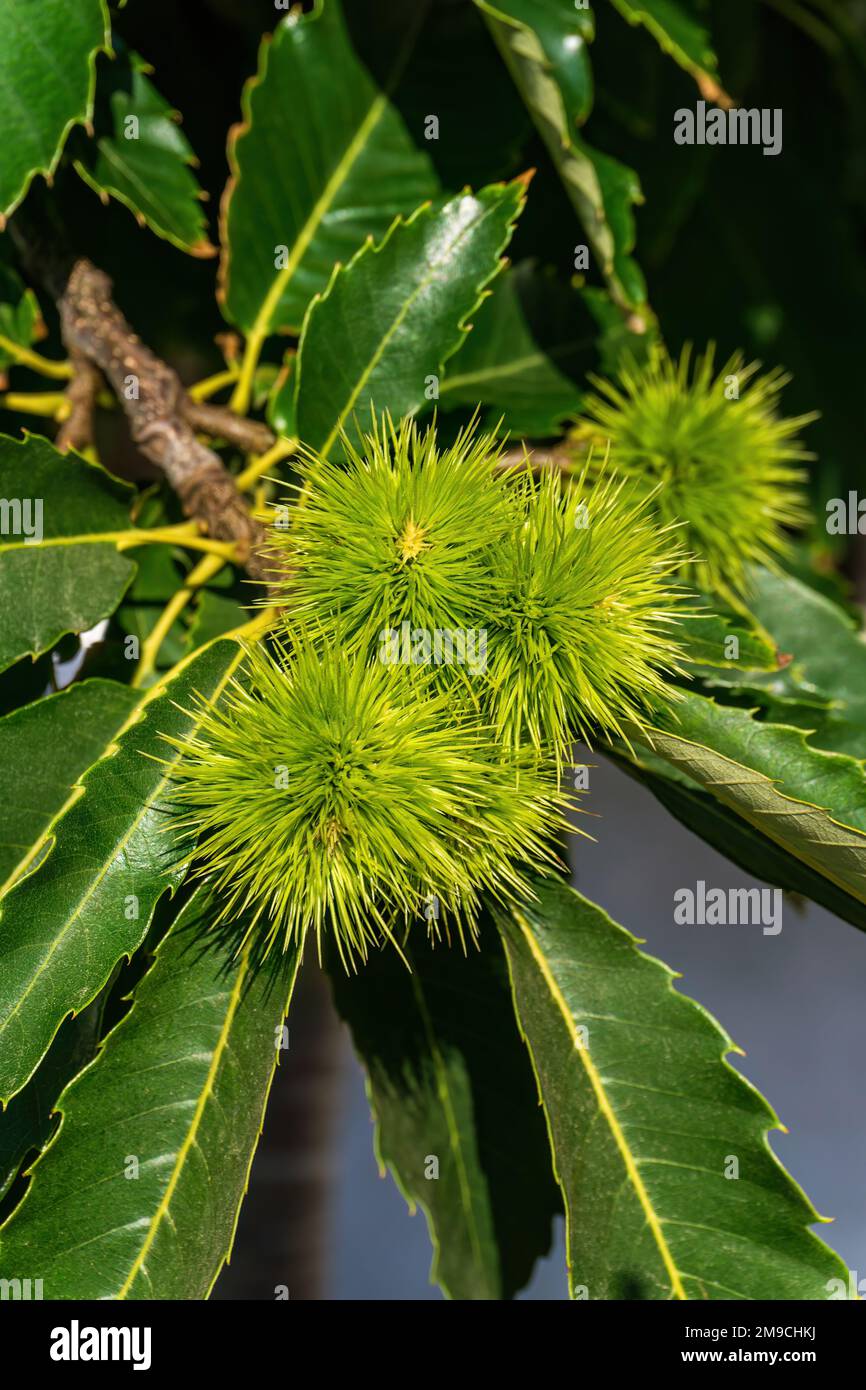 Branches of sweet edible chestnut with green cupules Stock Photo - Alamy