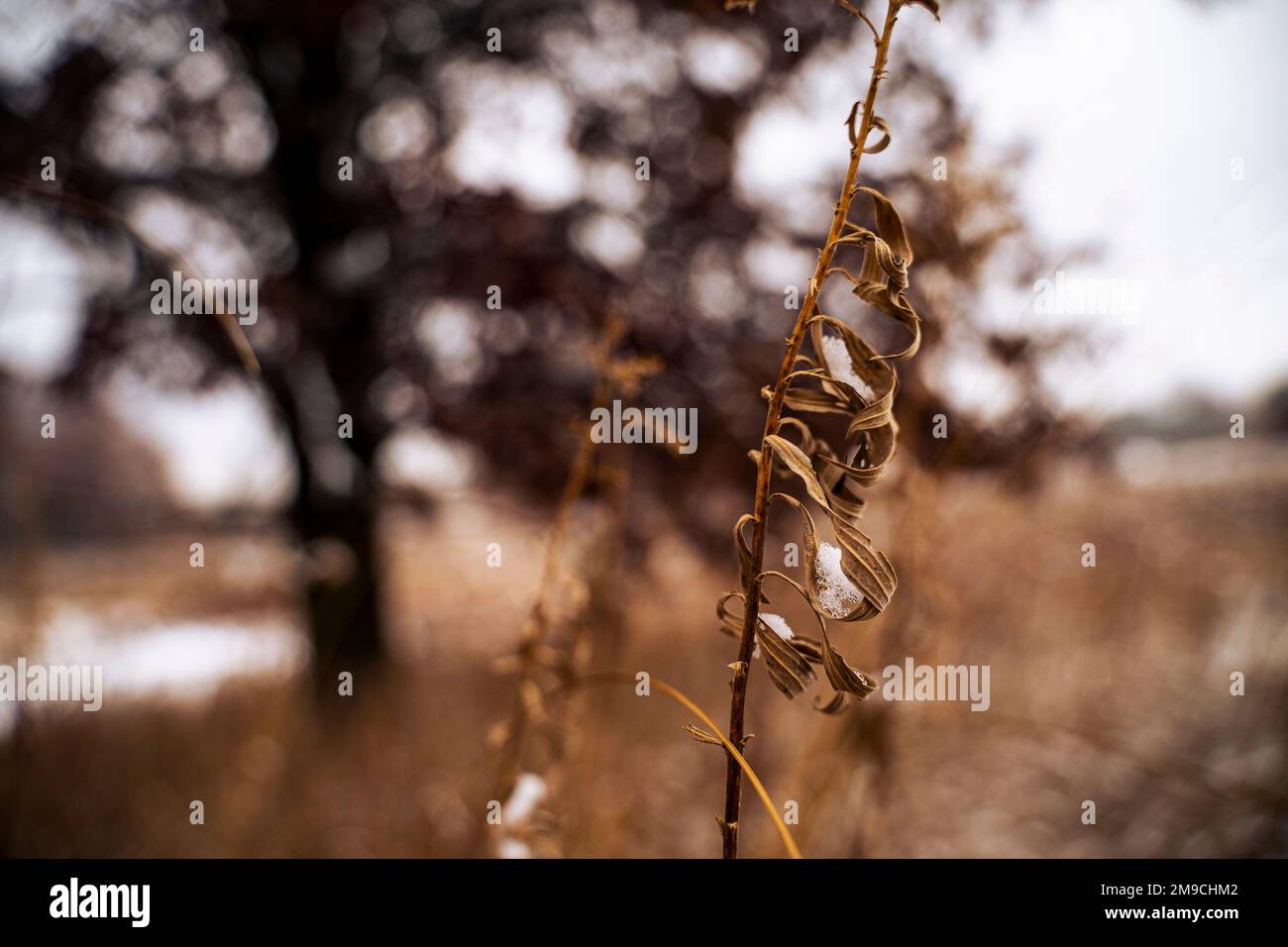 Snow covered dried leaves hi-res stock photography and images - Alamy