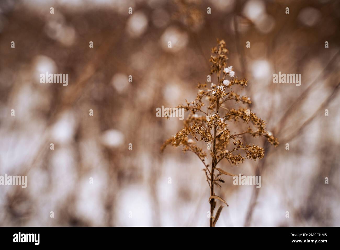 Peaceful flower field hi-res stock photography and images - Alamy