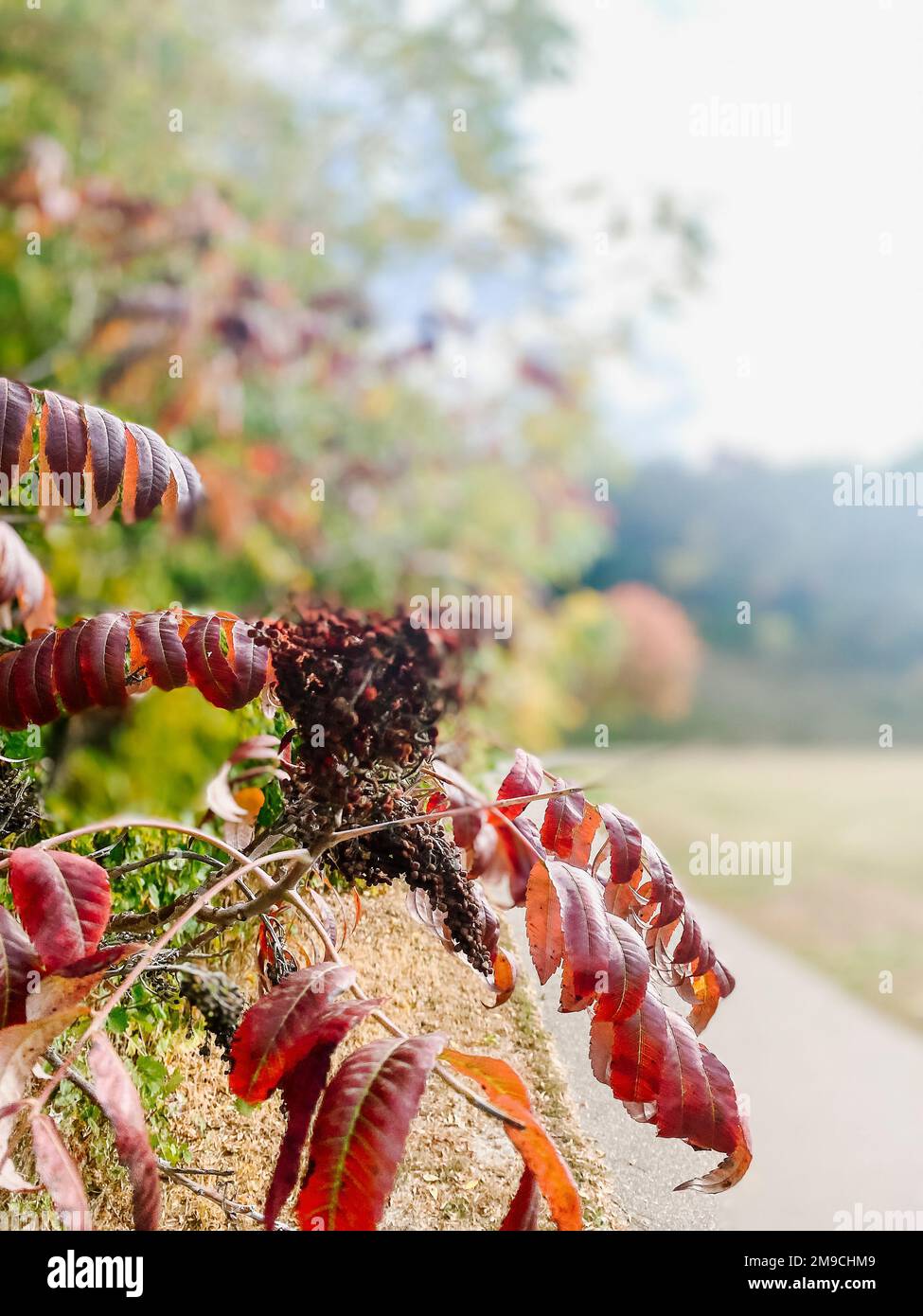Red Leaves Hanging From Tree At Beginning of Fall Stock Photo - Alamy