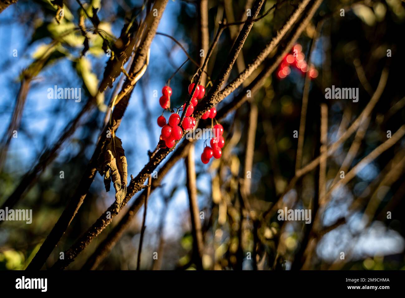 Red Berries in Tree in Fall Sunlight Stock Photo - Alamy