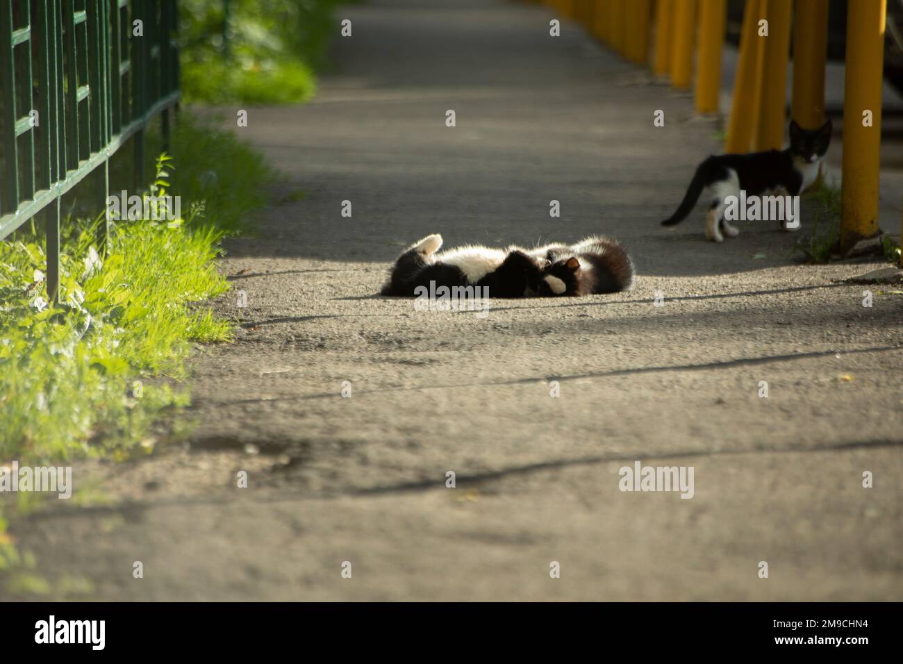 Kittens on street. Pets play in yard. Cute animals running along path ...