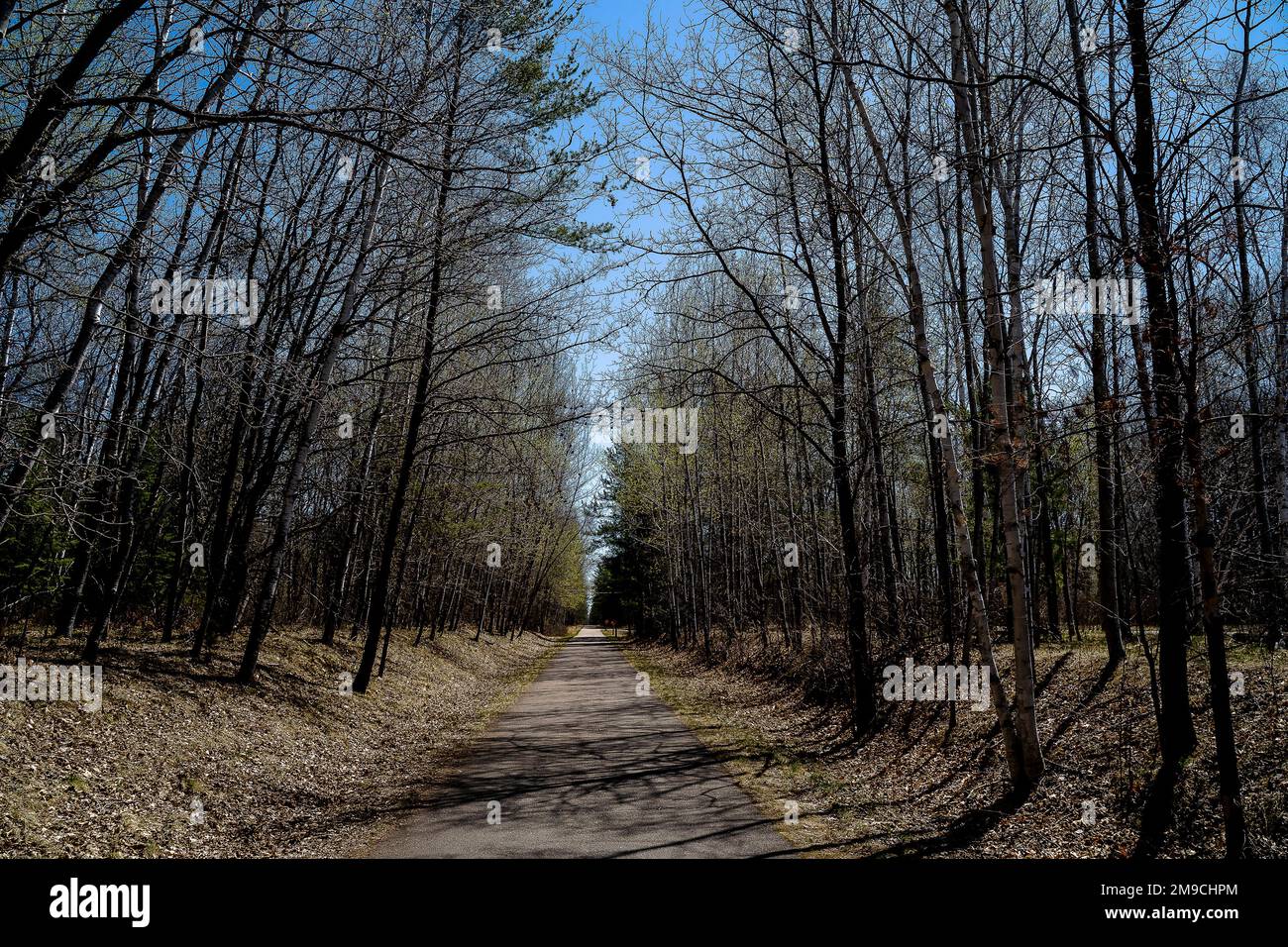 Paved Walking Path Lined with Trees on Sunny Day in Spring Stock Photo ...