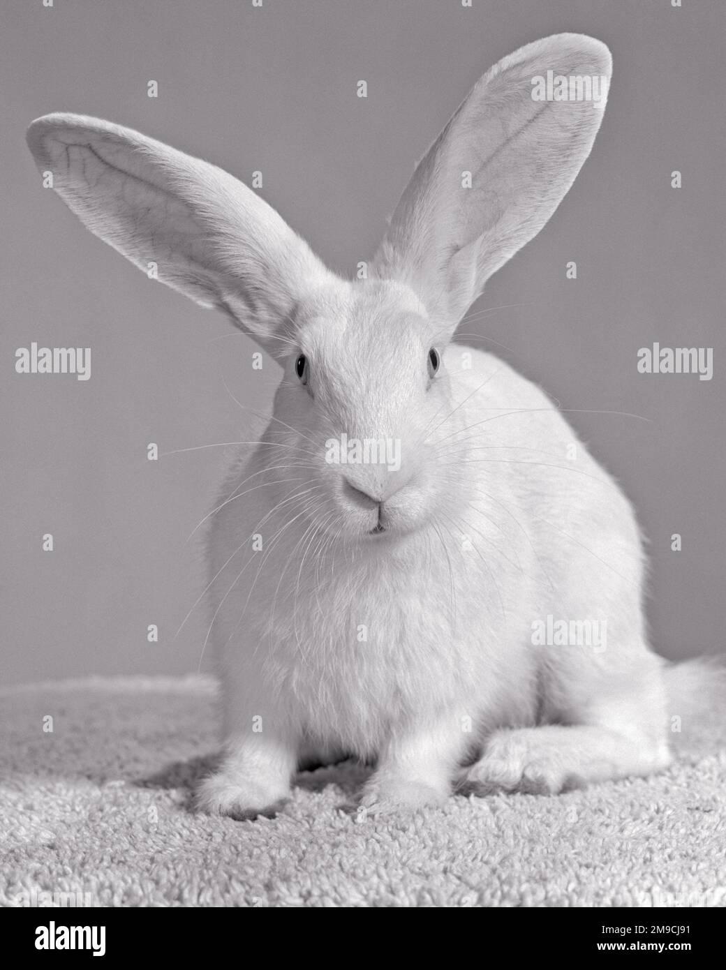 1960s SMALL WHITE RABBIT WITH BIG EARS LOOKING AT CAMERA - z1453 HAR001 ...