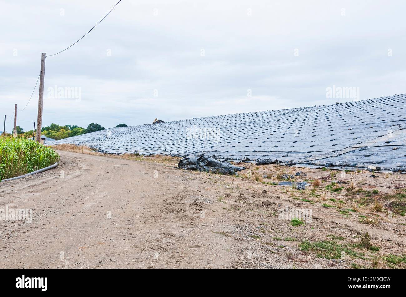 Weighted plastic sheeting covers a hillside in an active landfill above ...