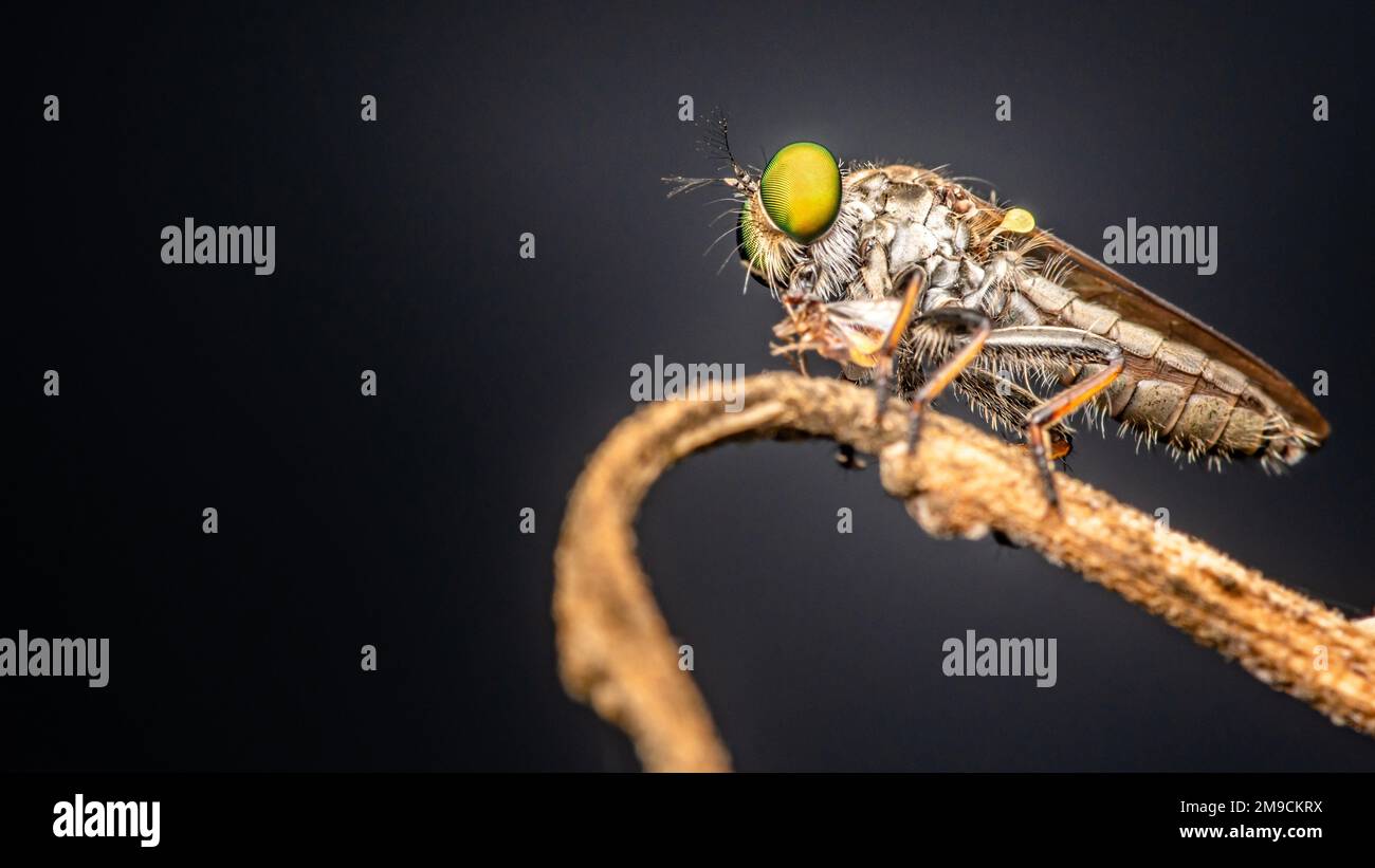 Close up a robber fly on branch and dark background, Nature background ...