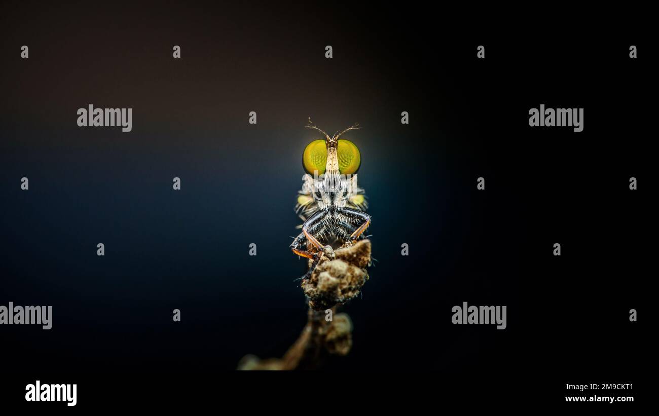 Close up a robber fly on branch and dark background, Nature background ...