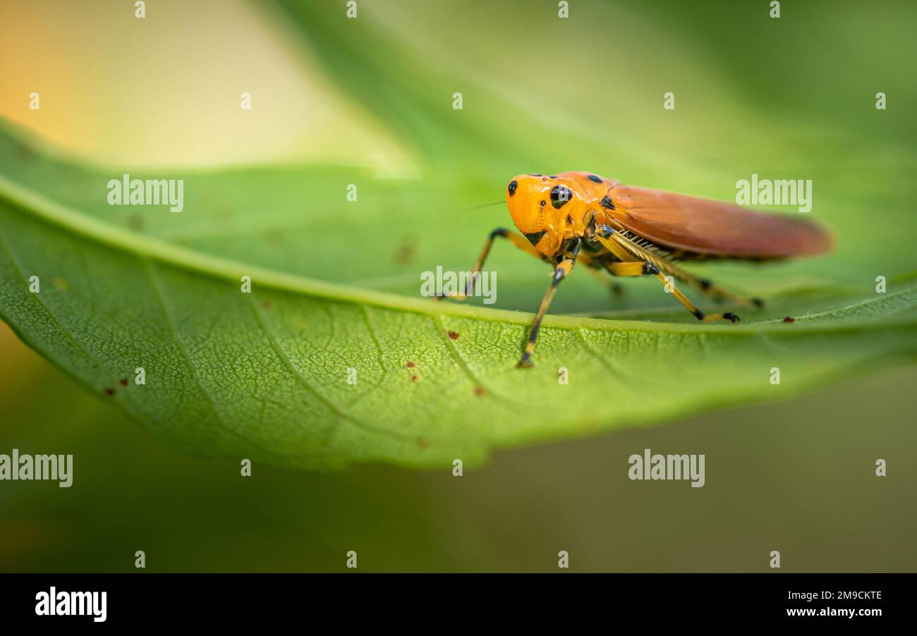 Orange Leafhopper standing on green leaf, planthoppers, treehopper or ...