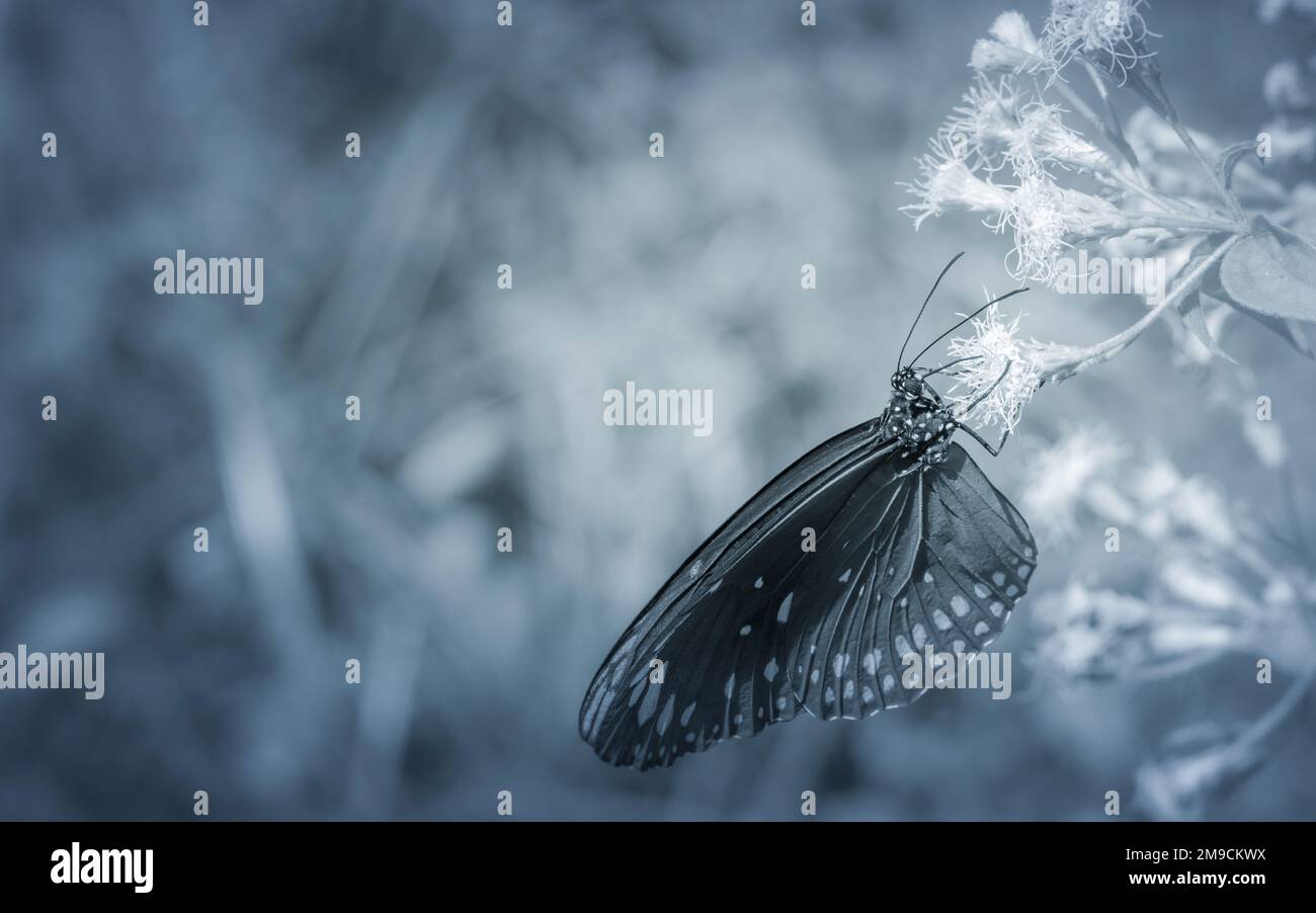 Common crow butterfly (Euploea core) and flower with nature blurred ...