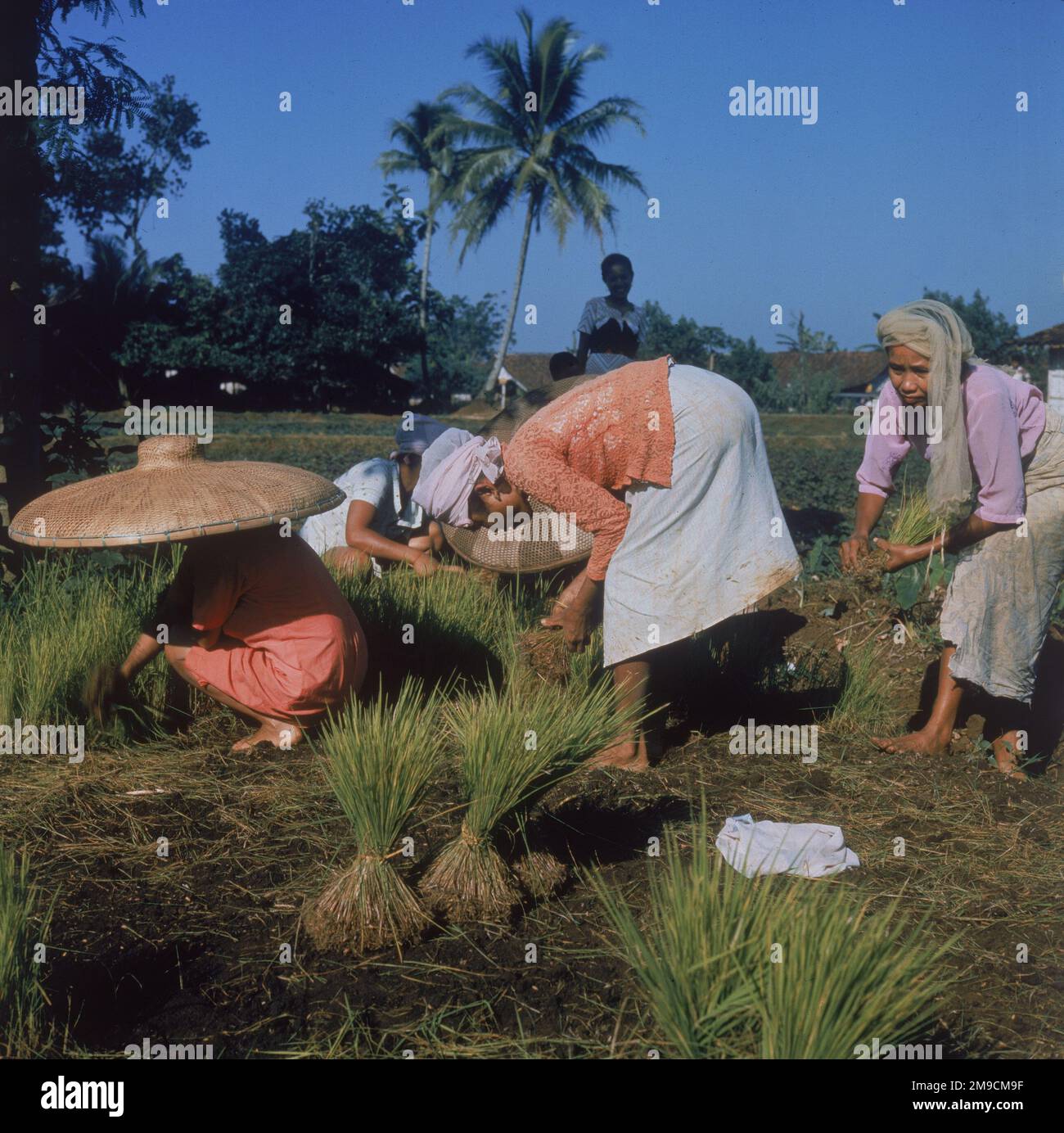 Planting rice seedlings, Java Stock Photo - Alamy