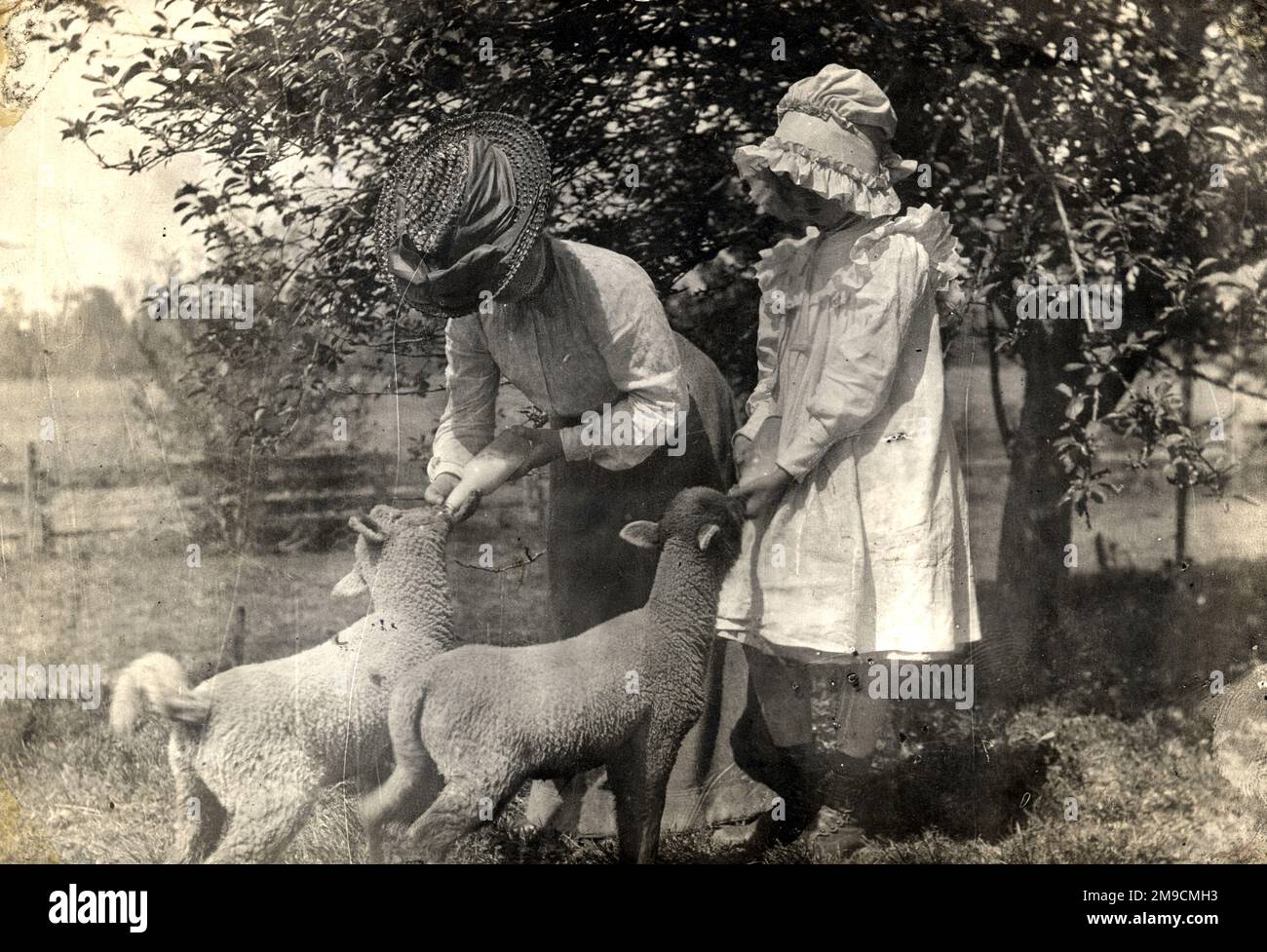 An American lady and her daughter feeding their pet sheep Stock Photo ...
