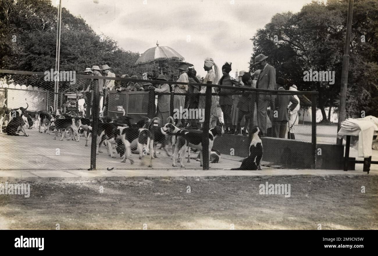 Beagles in kennels at Jaora, India Stock Photo - Alamy