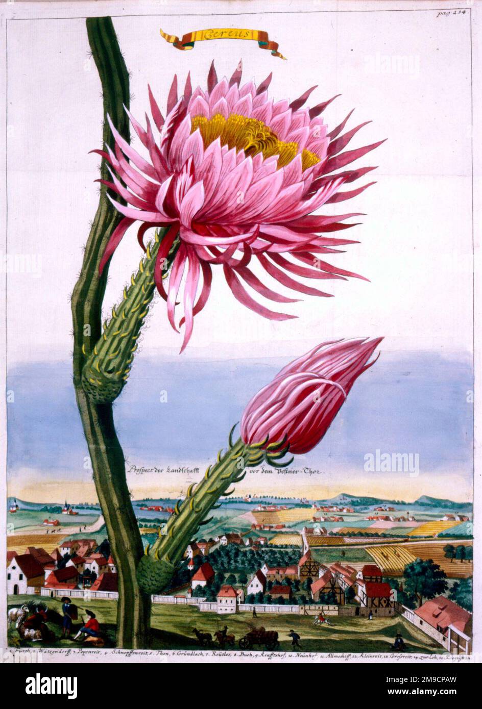 Cercus hi-res stock photography and images - Alamy