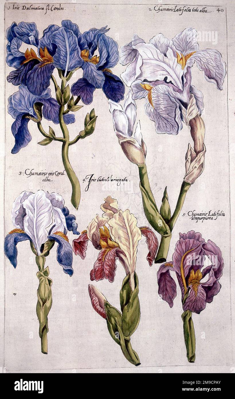 Iris flowers hi-res stock photography and images - Alamy