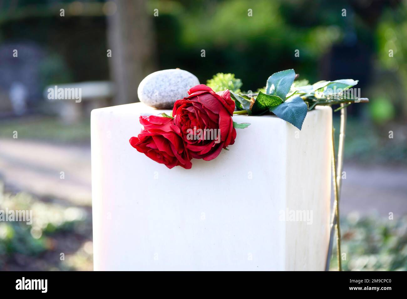 two red roses on a white tombstone Stock Photo - Alamy