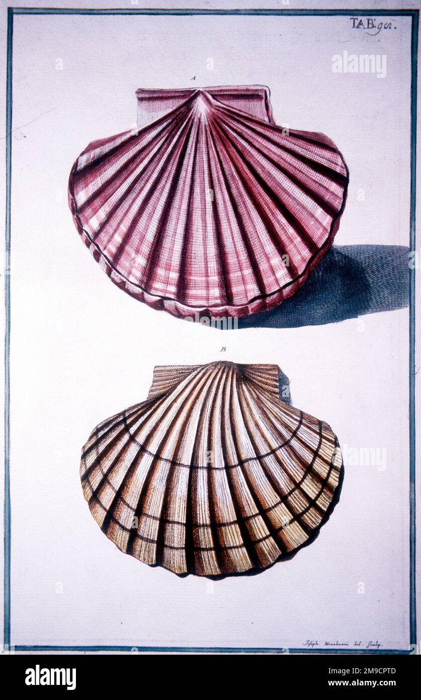 Clam shell illustration hi-res stock photography and images - Alamy