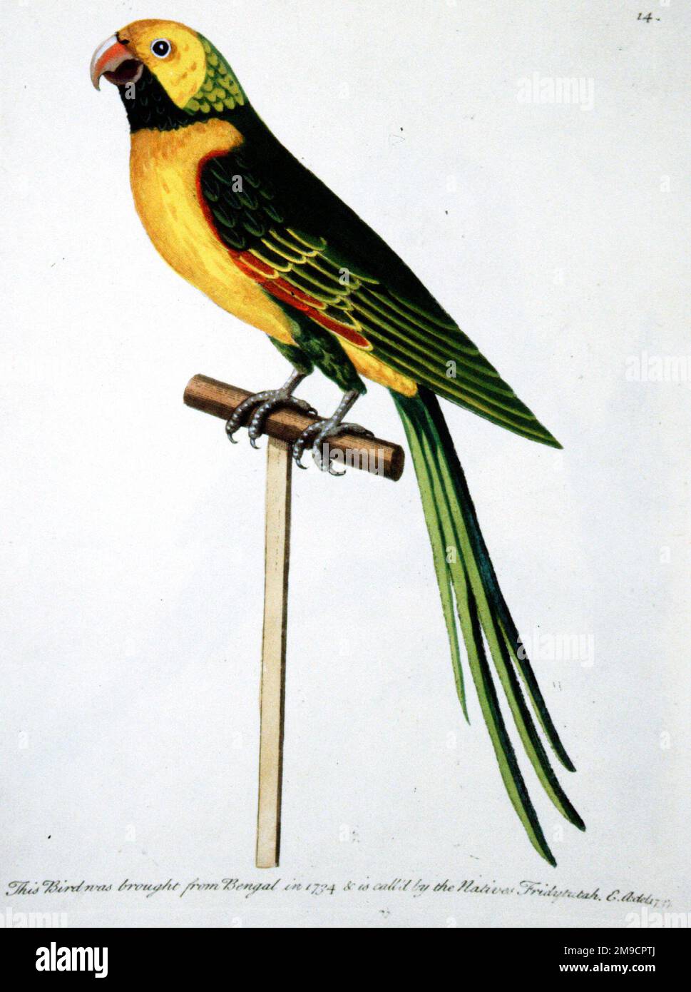 Parrot (Bengal) on a perch Stock Photo - Alamy