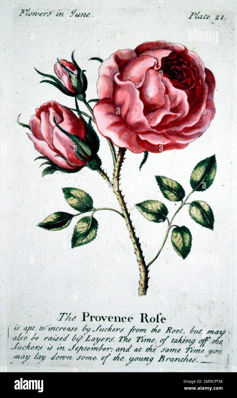 June rose flowers hi-res stock photography and images - Alamy