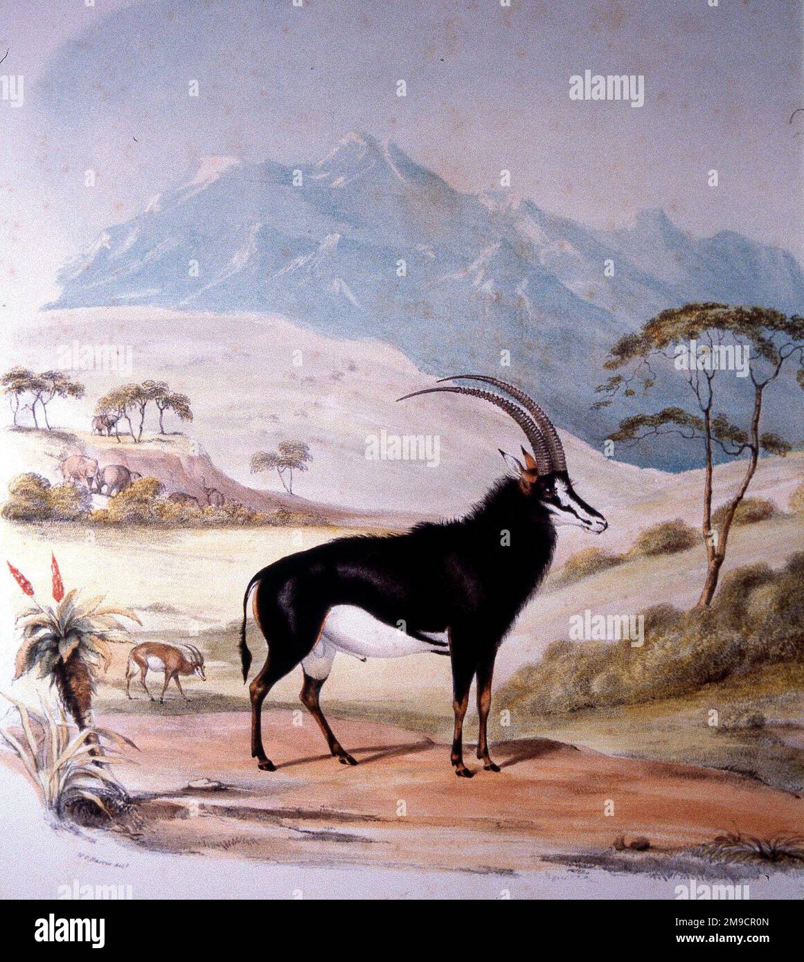 Portraits of the Game and Wild Animals of Southern Africa - Sable ...