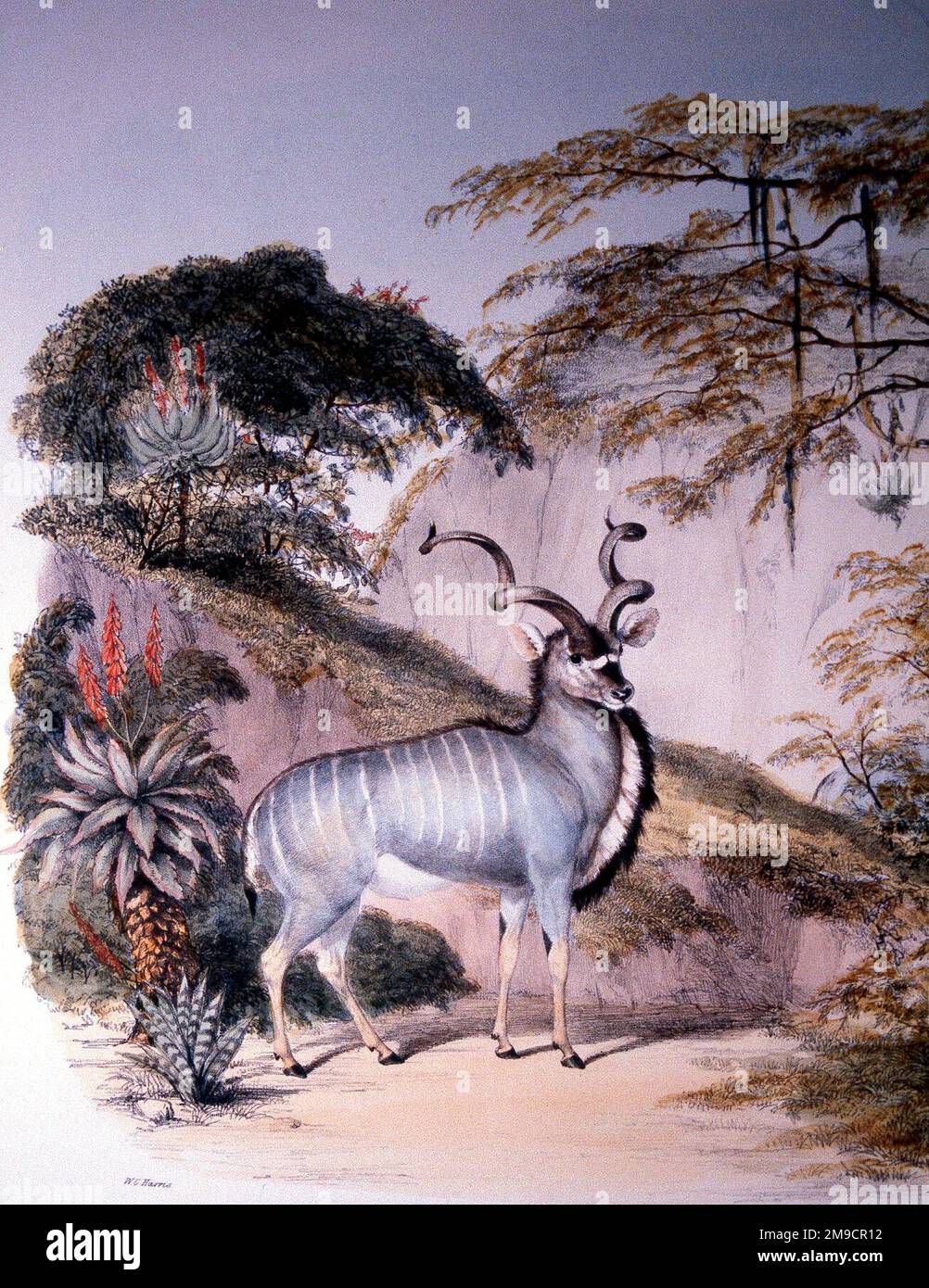 Portraits of the Game and Wild Animals of Southern Africa - The Koodoo or Kudu Stock Photo - Alamy