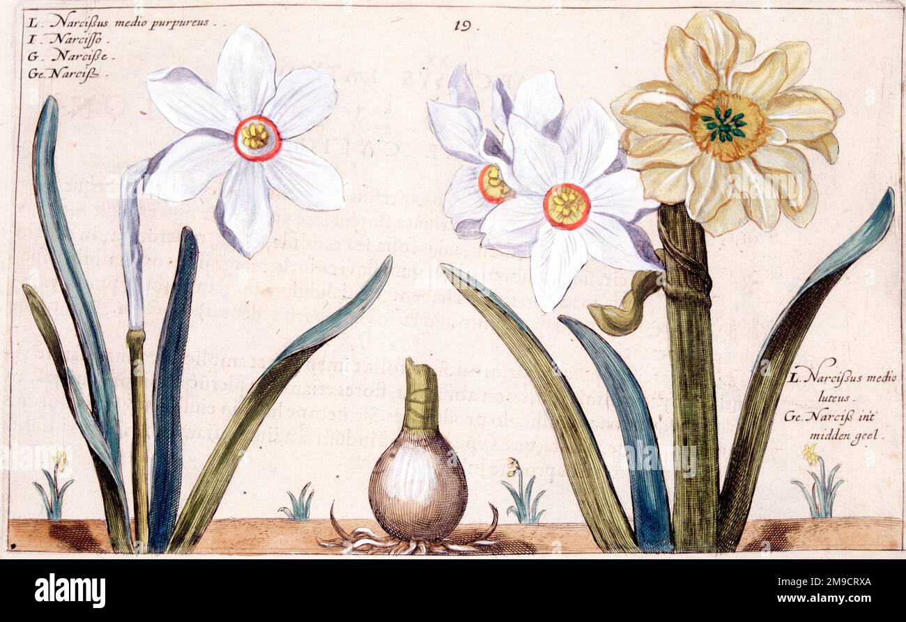 Hortus Floridus - Narcissus Stock Photo - Alamy