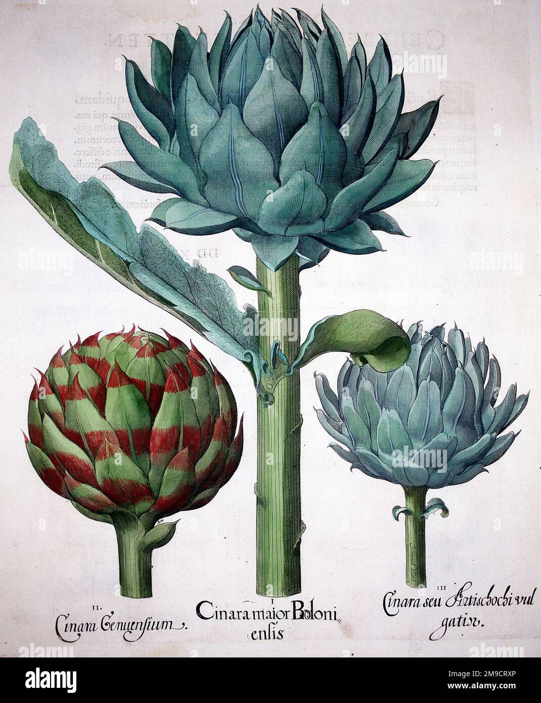 Hortus Eystettensis - Cinara Maior Boloniensis Stock Photo - Alamy