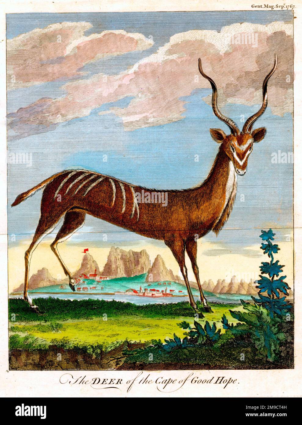Animal hope hi-res stock photography and images - Alamy