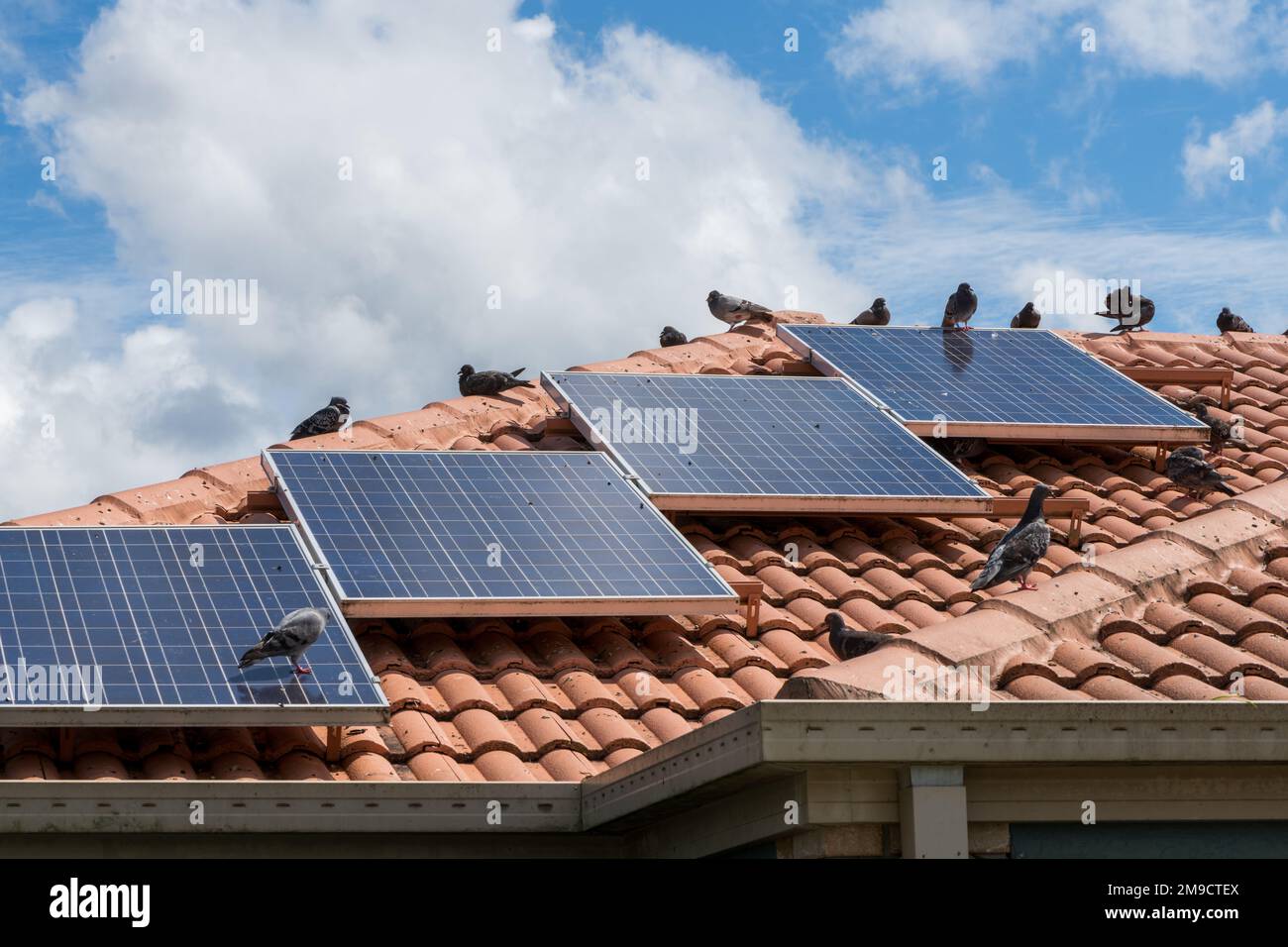 Pigeons poo hi-res stock photography and images - Alamy