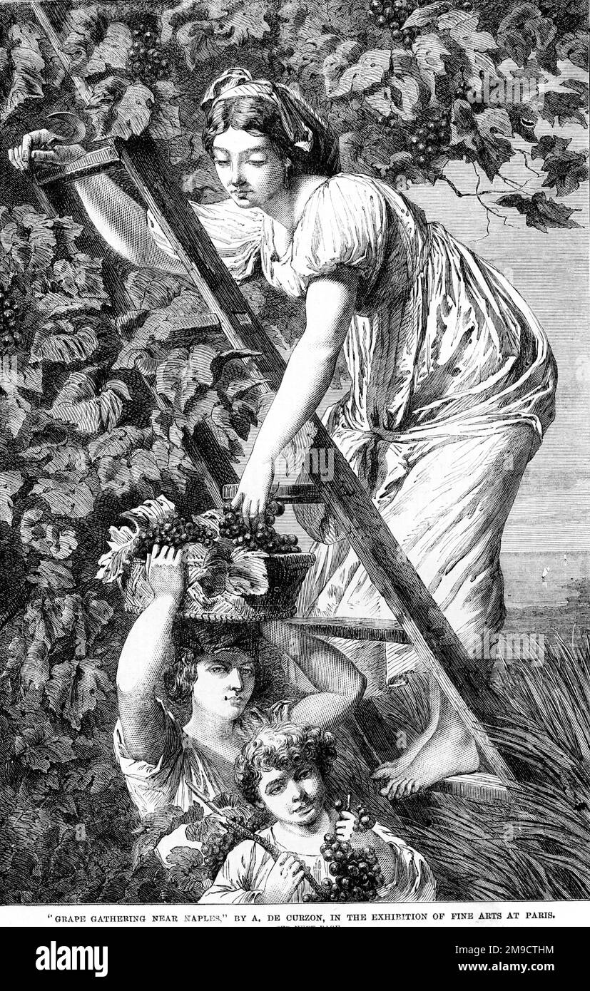 Grape Picking Near Naples Stock Photo - Alamy