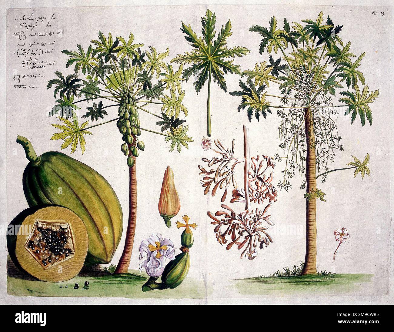 Hortus Malabaricus (Tropical Plants) - Garden of Malabar Stock Photo ...