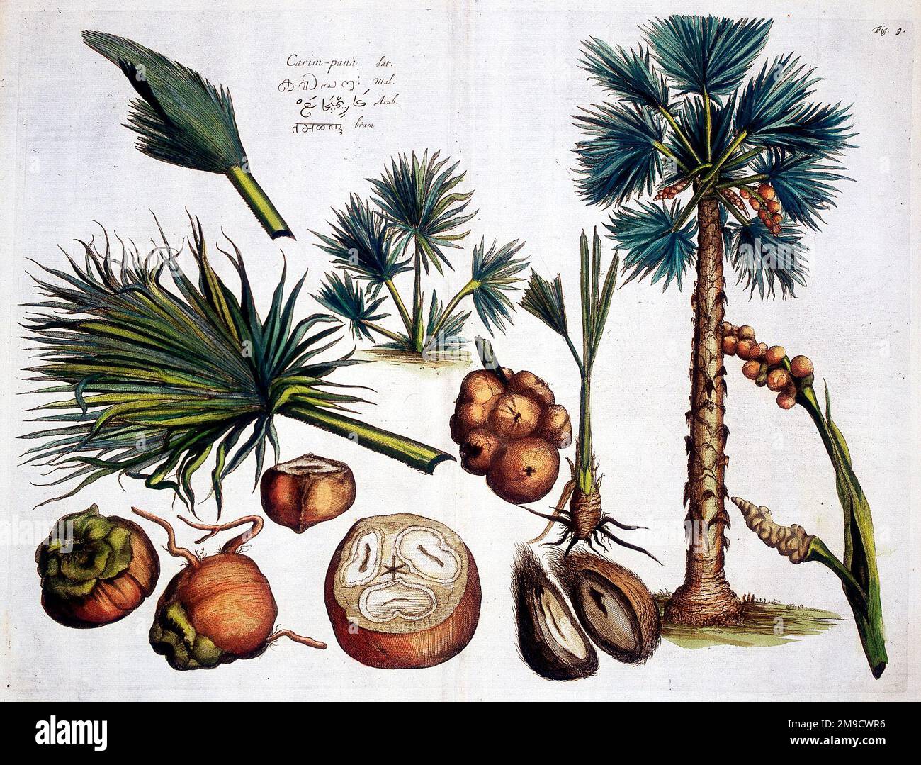 Hortus Malabaricus (Tropical Plants) - Garden of Malabar - Carim Pana ...