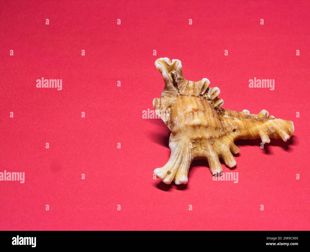 murex shell,Murex is a genus of medium to large sized predatory ...