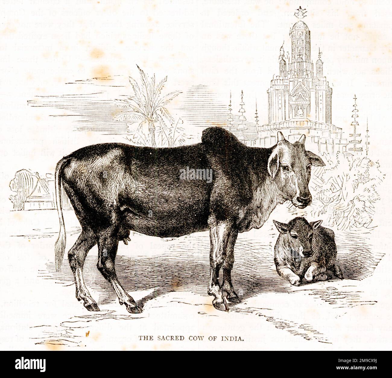 Sacred Cow Of India Stock Photo - Alamy