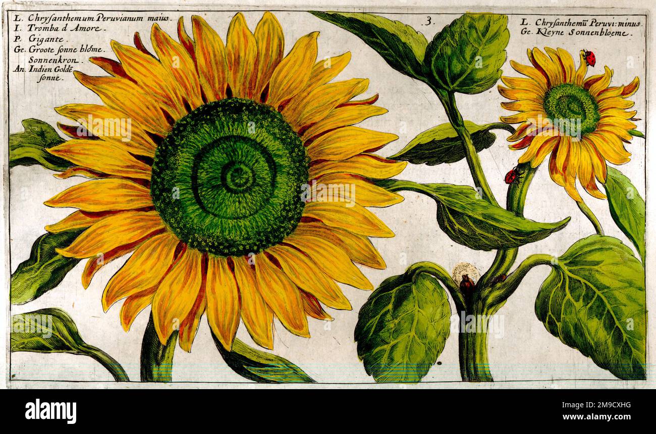 17th century illustration of Flowers, Yellow Sunflower Stock Photo - Alamy