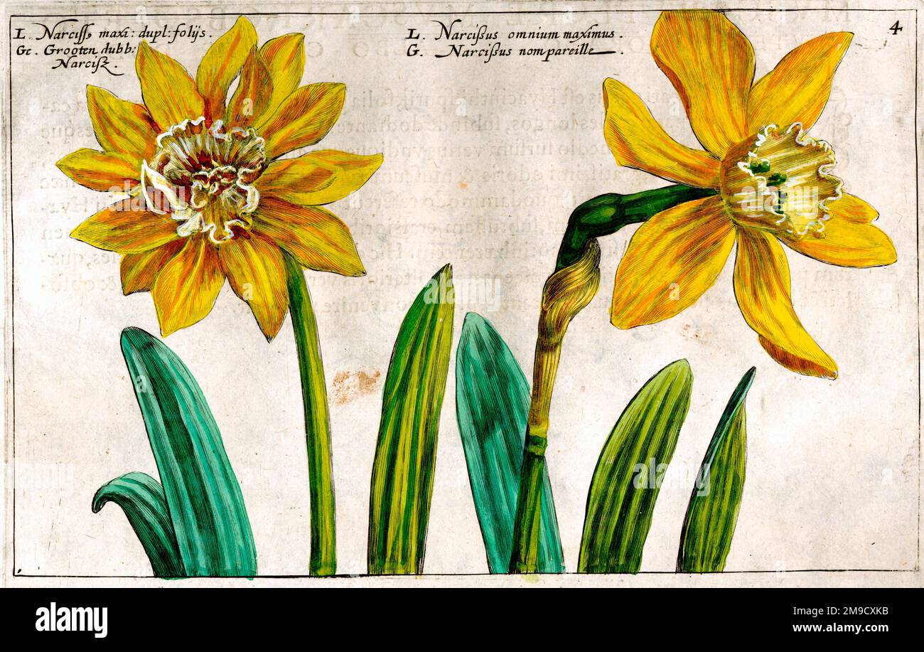 17th century illustration of Flowers, Narcissus - Daffodil Stock Photo ...