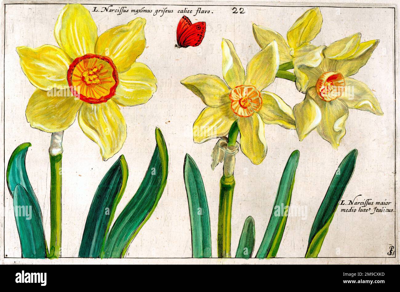 17th century illustration of Flowers, Narcissus - Daffodil Stock Photo ...