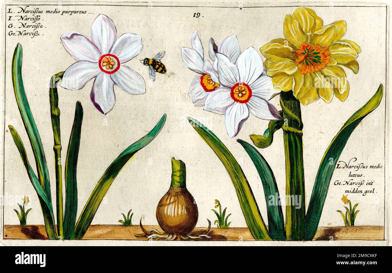 17th century illustration of Flowers, Narcissus - Daffodil Stock Photo ...