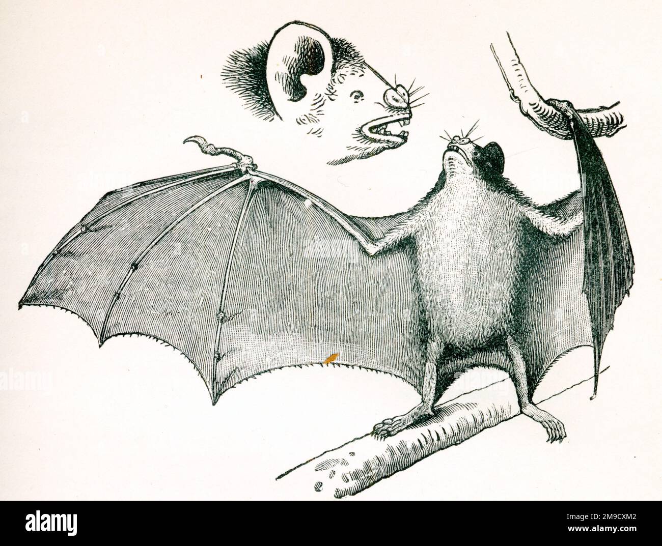 Voyage Of The Beagle - Vampire Bat (Darwins Journal Stock Photo - Alamy