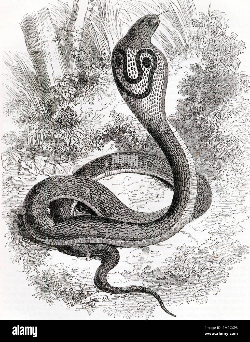 Cobra or 2024 hi-res stock photography and images - Alamy