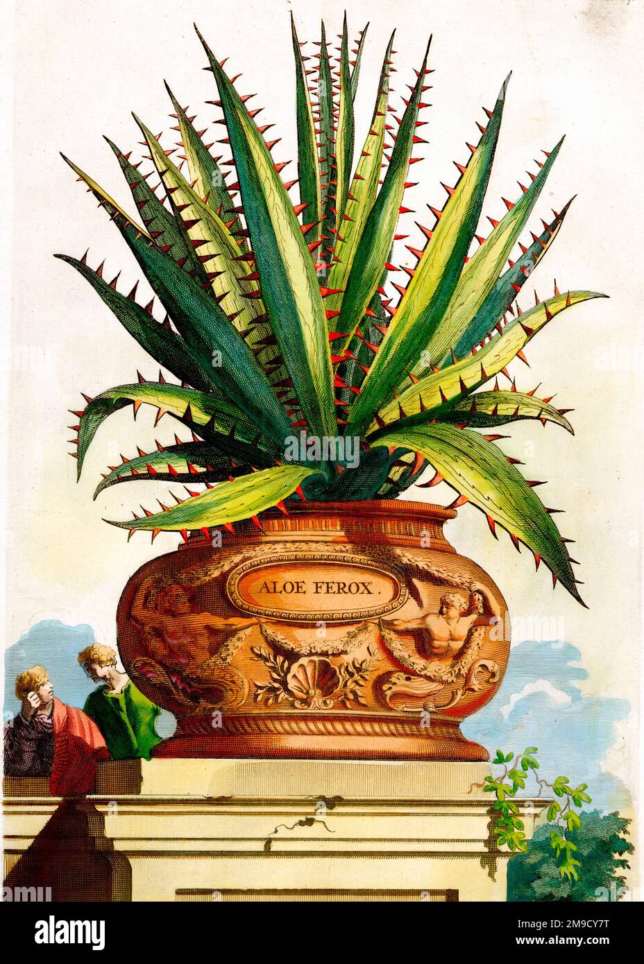 Cactus (Aloe Ferox Stock Photo - Alamy