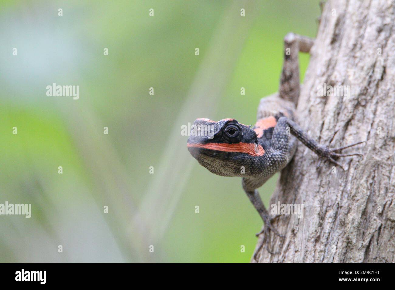 Lizards in Sri Lanka. Visit Sri Lanka Stock Photo - Alamy