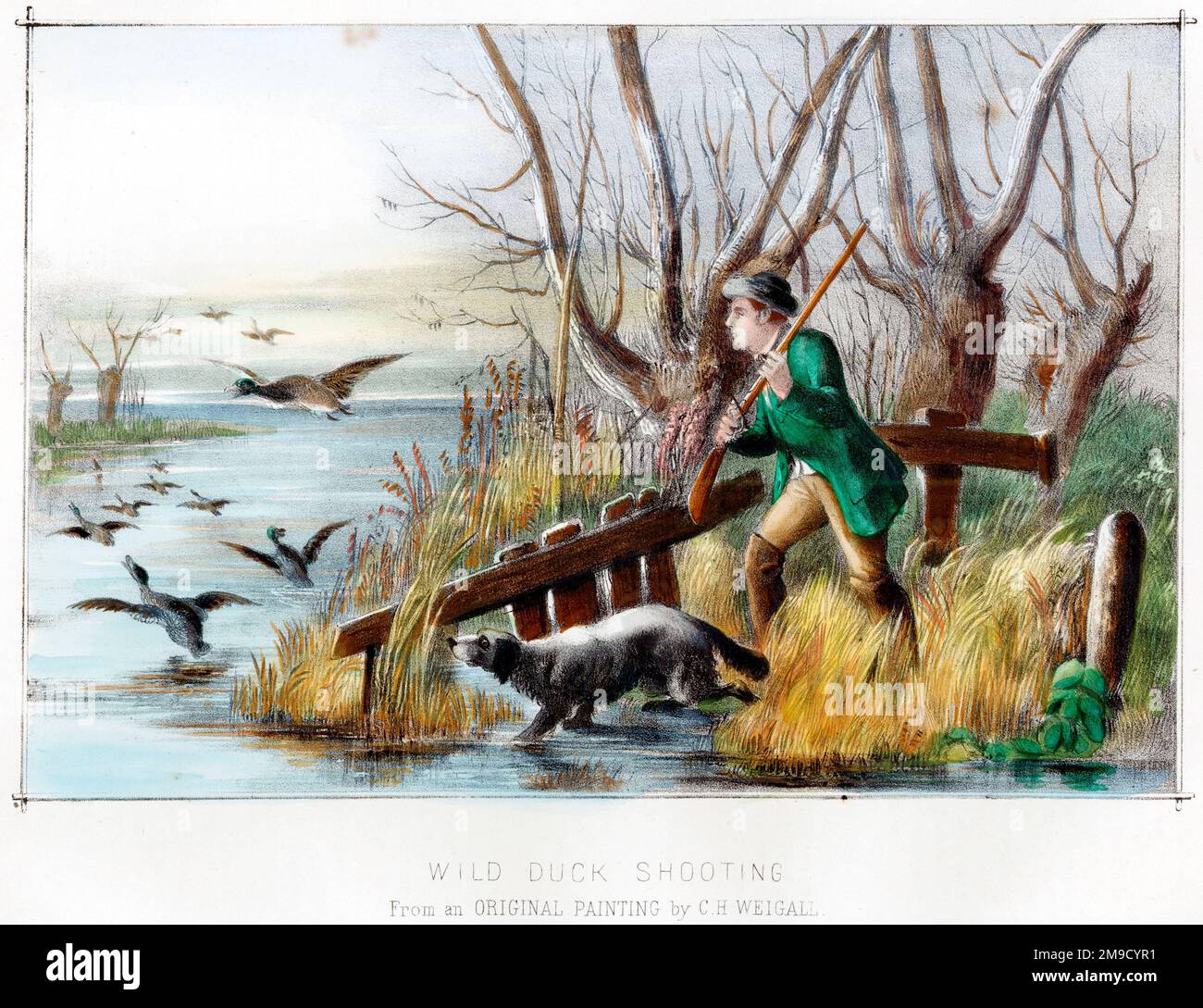 Wild Duck Shooting Stock Photo - Alamy