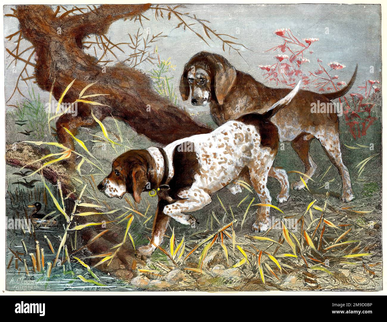 German pointers hi-res stock photography and images - Alamy