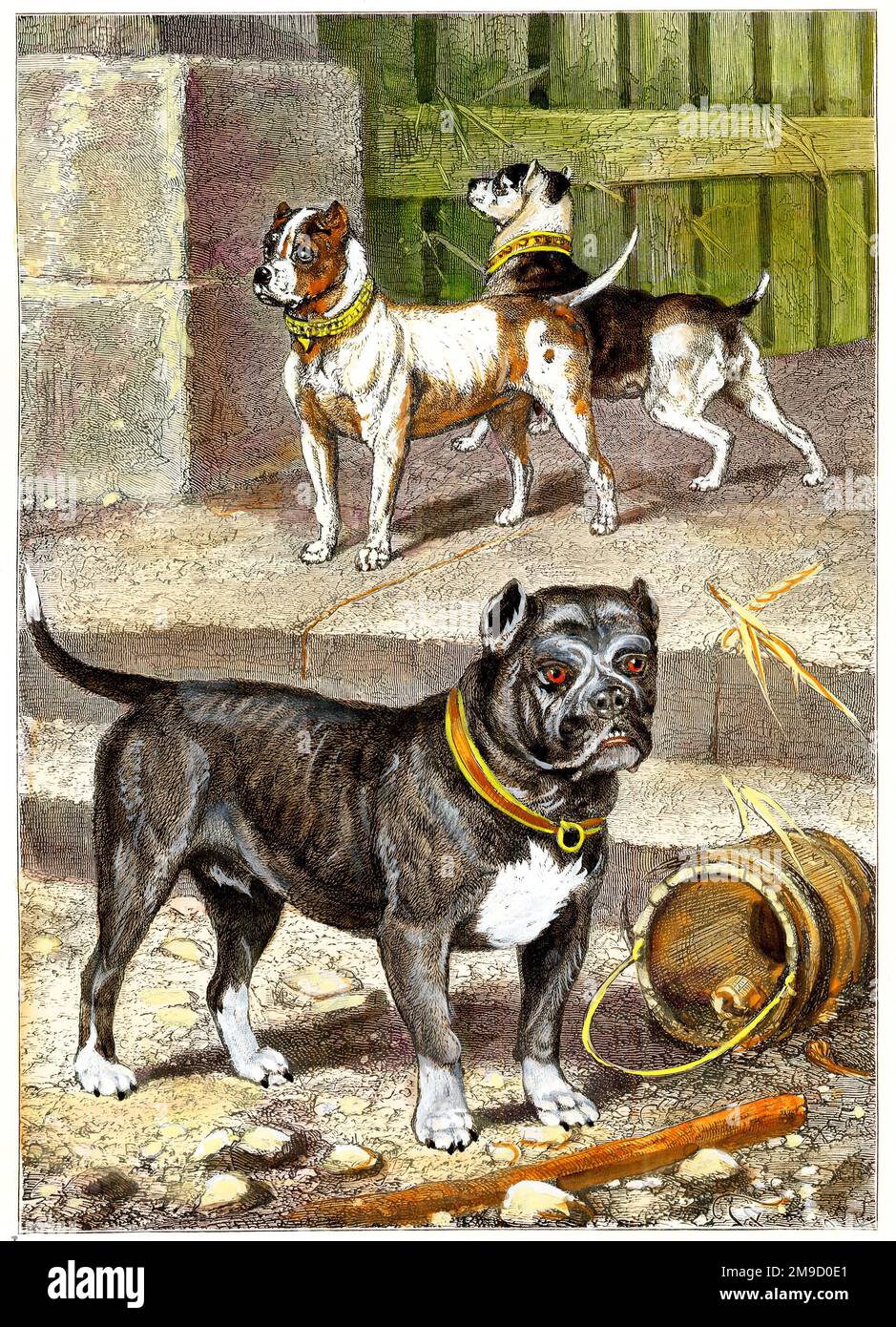 Dogs - Original Bull & Terrier Cross Stock Photo - Alamy