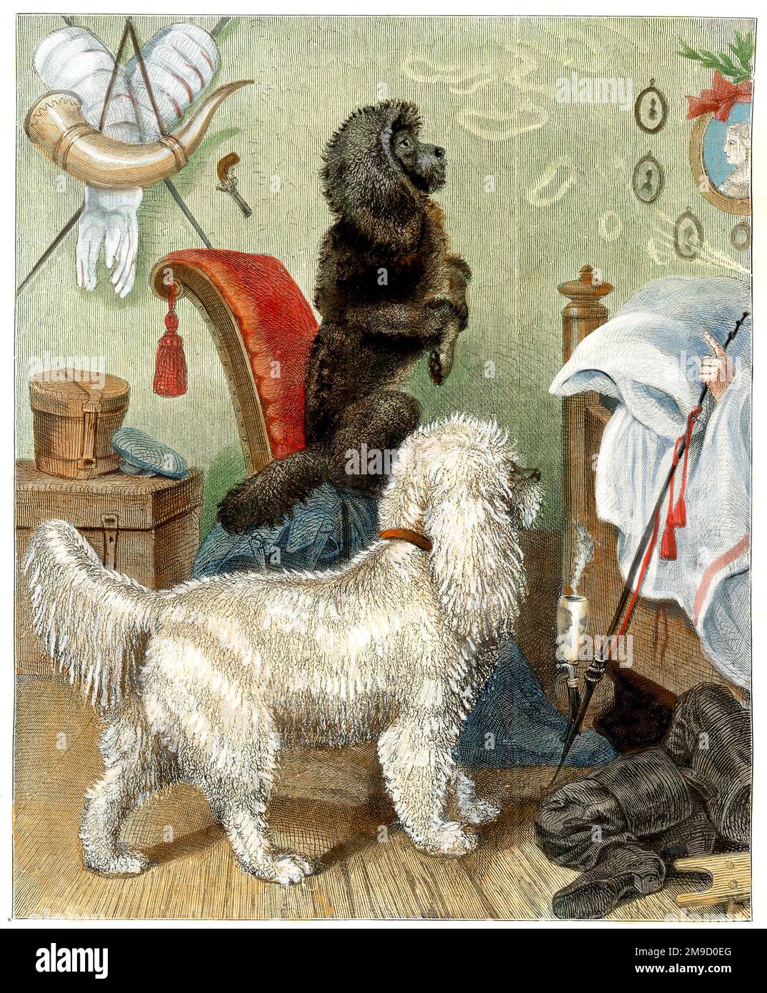 Dogs - German Poodles Stock Photo - Alamy