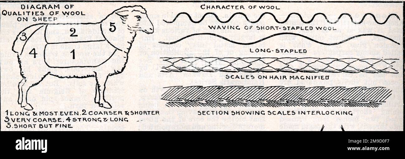 Diagram Of Qualities Of Wool Stock Photo - Alamy