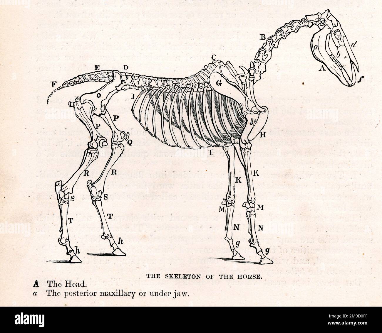 Skeleton Of Horse - In Skin Stock Photo - Alamy