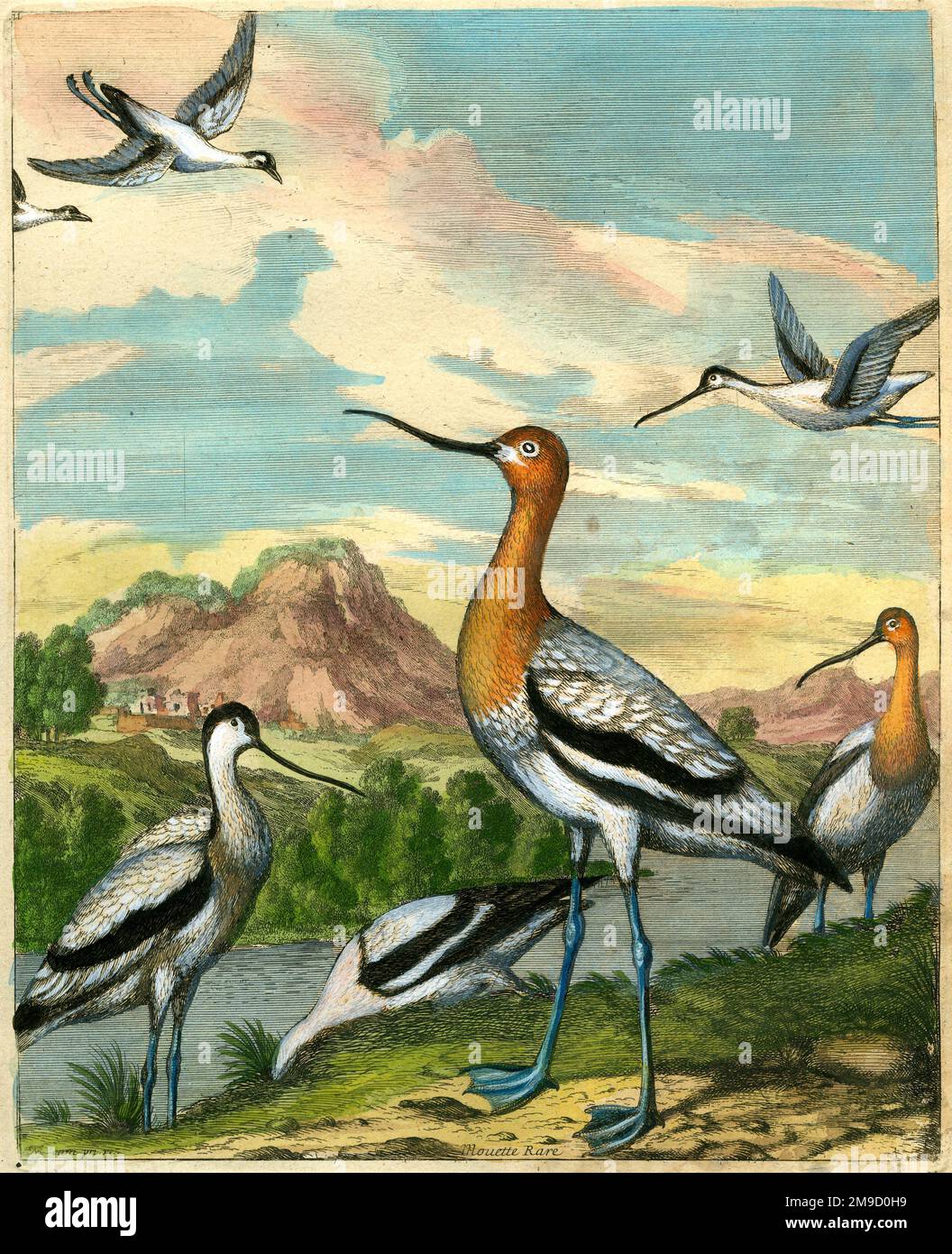 Monette - Avocet Stock Photo - Alamy